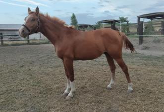 Rahba.org - Лошадь - Аркад***