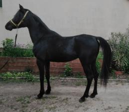 Rahba.org - Horse - Сахаар ибн Шухруф