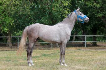 Rahba.org - Лошадь - Григ