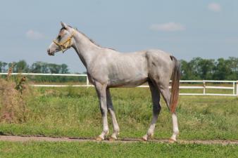 Rahba.org - Лошадь - Суган