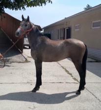 Rahba.org - Horse - Кефир