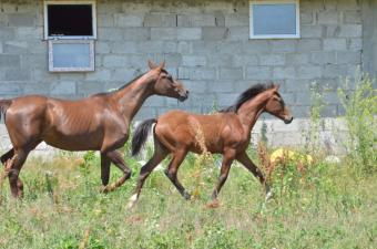 Rahba.org - Horse - Страйк