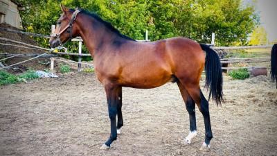 Rahba.org - Horse - Маршал