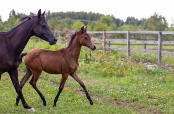Rahba.org - Horse - Хохлома Терск