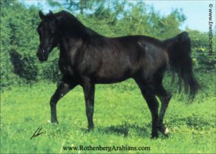 Rahba.org - Horse - Мадаллан-Мадхин