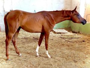 Rahba.org - Horse - Памперо***