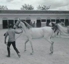 Rahba.org - Horse - Брусса II