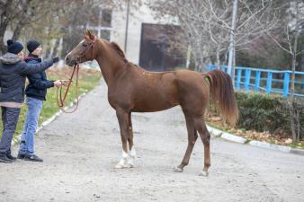 Rahba.org - Horse - Вершина Терск