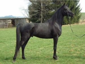 Rahba.org - Horse - Паша Шарим