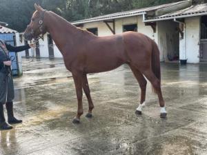 Rahba.org - Лошадь - Махлуфи