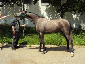 Rahba.org - Horse - Бисса