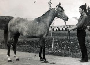 Rahba.org - Horse - Память